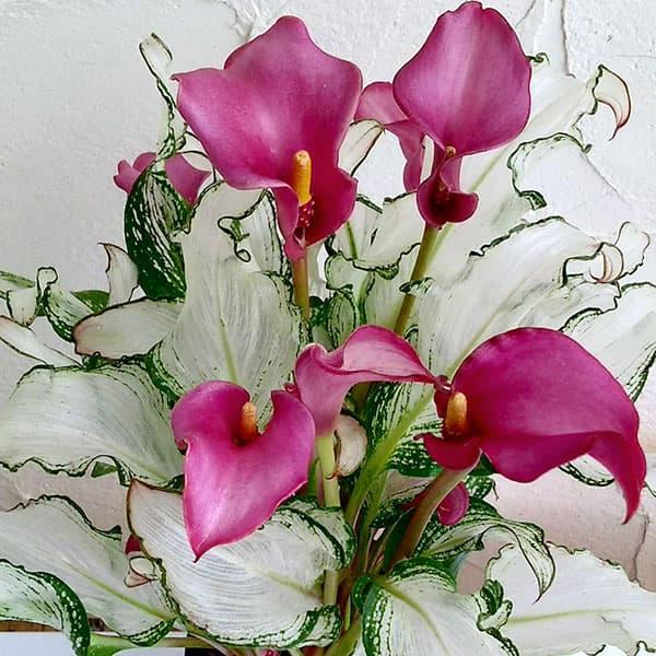 これまでのカラーのイメージを覆す画期的な品種。涼しげな白斑入りの葉とワインレッドの花のコントラストがとても美しい品種です。「氷の女王」の名の通り優雅さと透明感のある上品で美しいカラーです。冬に地上部が枯れますが、翌年の春にまた芽吹く宿根性の...