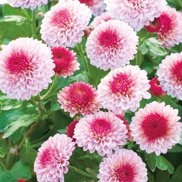 そのまま植えるだけで楽しめる手間なし菊。摘芯済みの大株を1つのポットに3本植えにした菊苗です。そのまま植えるだけで手間をかけなくても開花時期にはきれいな花が楽しめます。花壇や切り花にとても便利です。※詳しい商品説明は下のほうに記載があります