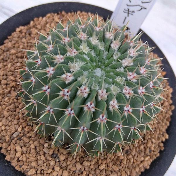 ノトカクタスはサボテンの中でも比較的寒さに強く育てやすい品種群です。大きめの花を咲かせるので、花サボテンとも呼ばれます。静岡の生産者さんこだわりの逸品です。※詳しい商品説明は下のほうに記載があります