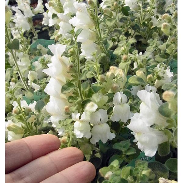 アールグレイは横に広がるように枝を伸ばし、オフホワイトの小さめの花を咲かせる姫キンギョソウ。リナリアの仲間には珍しい、ピンクがかったホワイトの花です。銀葉も美しく、寄せ植えにもぴったりです。※詳しい商品説明は下のほうに記載があります