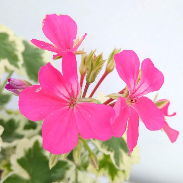 鮮やかな覆輪葉に一重の花を咲かせるゼラニウムです。鮮やかな花色と葉の組み合わせも抜群の色合い！花がなくてもカラーリーフとしても楽しめます。※詳しい商品説明は下のほうに記載があります