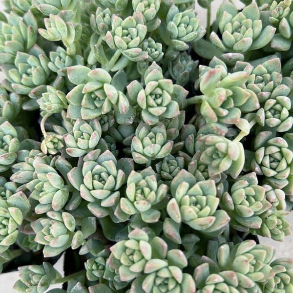 乾燥に強い多肉植物の仲間です。ヨーロッパでは庭園での利用が盛んで、セダムだけで構成するタペストリーガーデンなどもあります。葉の形や色のバリエーションも豊富で、乾燥する場所のグランドカバーに最適です。また、鉢植えにしても葉が鉢を覆うように伸び...