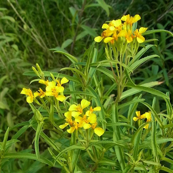 花と葉を料理の香りづけやサラダやスープ、ソース等に利用します。ポプリやドライフラワーなどのクラフトに利用でき、葉に強い香りがあります。ミントマリーゴールドにはセンチュウを防ぐ効果があると言われ、 他の植物と共植えにするのがおすすめです。※詳...