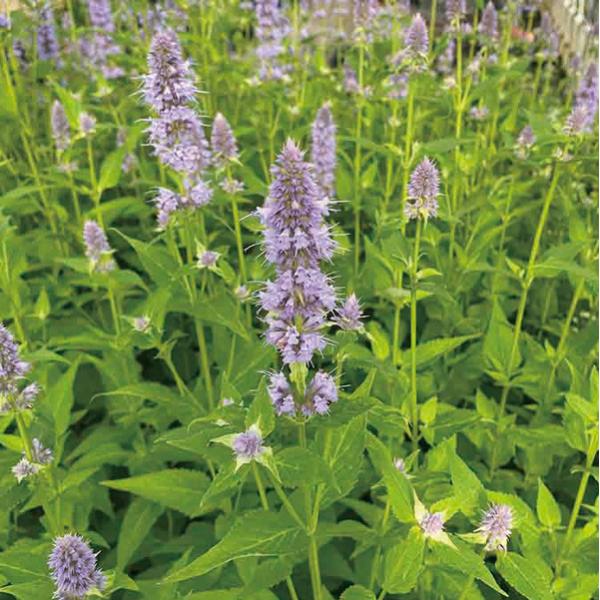 アガスターシェはシソ科の宿根草。初夏から晩秋までとても長くボリュームのある穂状の花を咲かせます。花壇をカラフルに彩ります。暑さにとても強く、秋も寒くなるまでずっと咲き続けます。ブルーフォーチュンは青紫系の花で、10cm程の花穂を沢山立ち上げ...