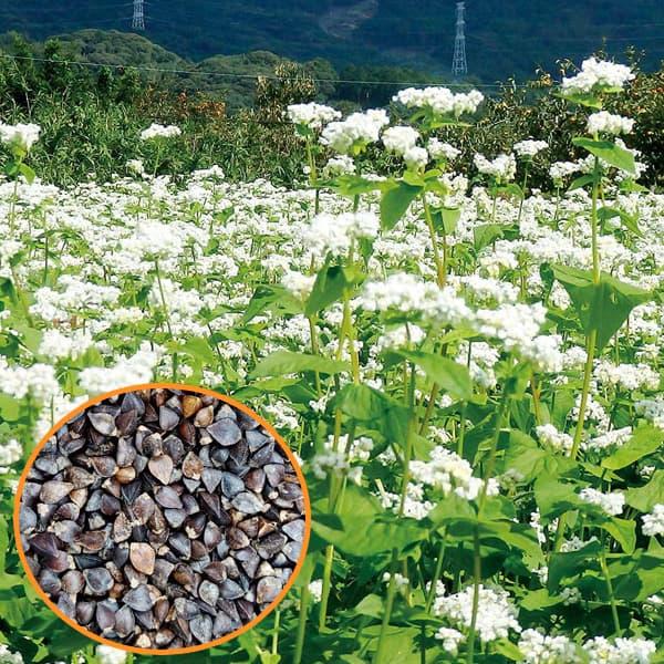 種　タネ　営利栽培や家庭菜園に適した蕎麦の種です。「さちいずみ」は暖地の秋栽培に適した品種。草丈が低く多収であり、栽培期間が短めで早く収穫が出来ます。色、香りが良く、ソバらしい食感をそなえています。関東地域以西での秋まき栽培が可能で、九州地...