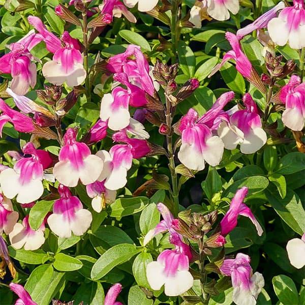 ミラージュは耐暑性に優れ、真夏でも次々に花を咲かせるサルビア。春先から晩秋まで咲き続けるのでとても長く花を楽しめます。発色が良く色鮮やかなので、花壇で目を引きます。草丈は30cmほど、たくさんの枝を出し多花性です。半耐寒性ですがある程度の寒...