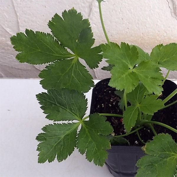 ミツバはセリ科の多年草。長い葉柄の先に3小葉がついた葉を根元からたくさん出します。半日陰を好み、香味野菜としても江戸時代から栽培されています。全草に香気が強く、味は淡泊で、汁物の吸い口や鍋料理、炒め物など和風料理用に利用されます。※詳しい商...