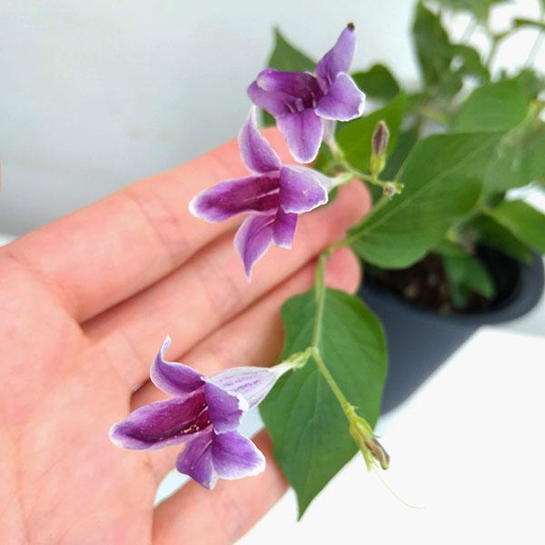 アシスタシアは東南アジア〜アフリカ原産で清楚で可憐な一重の花に白の覆輪が入る多年草です。開花期間が長く、春から秋までずっと咲き続けます。寄せ植えや室内用の花鉢としてお楽しみ下さい。非常に花付きの良い植物です。別名タイノオモイデとも呼ばれてい...