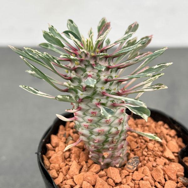 曽田植物園 流通量の少ない、非常に珍しい斑入りのユーフォルビアガビテツパイナップルコーンです。個性的な草姿の多肉植物ユーフォルビア。お好みの鉢に植え替えてお楽しみください。オブジェのように素敵なインテリアとしても大活躍です！※冬場は葉のボリ...