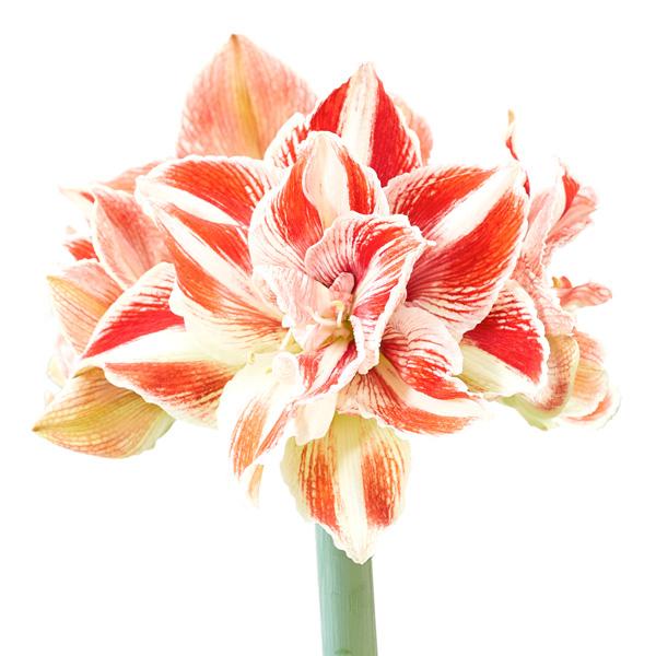 オランダで話題のアマリリス栽培キット・アマラン（Amaranth)。オランダのアマリリスの生産者が、球根のままで丈夫に開花する品種を厳選し、水やり一切不要で室内で栽培できるよう開発したアマリリスの栽培キットです。容器にアマリリスの球根が入っ...