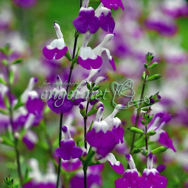 メキシコ原産のチェリーセージの仲間の宿根サルビアです。人気品種ホットリップスのようにツートンカラーになる品種ですが、花色が白と紫なのでシックな雰囲気です。春から秋にかけて繰り返し開花しますが、季節により複色になったり、一色になったりと花色が...