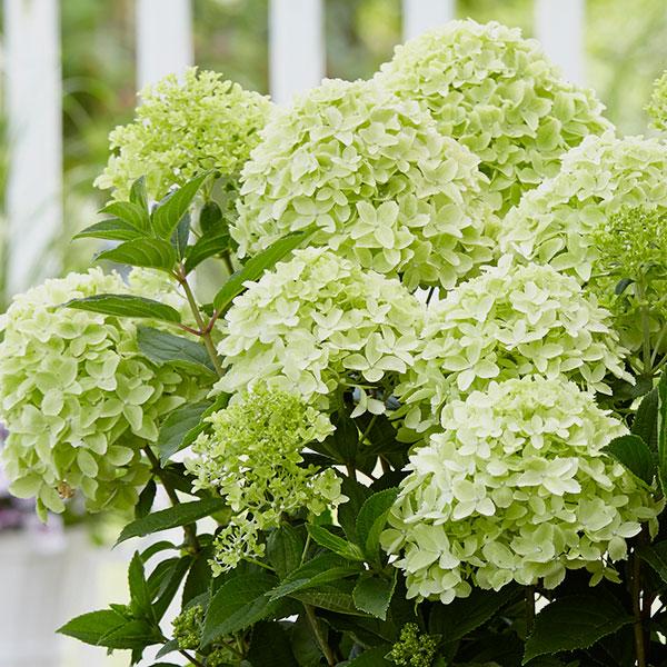 ★入荷から日数が経ったためセール価格となりました。商品の状態は画像と異なる場合があります。★ノリウツギはアジサイの仲間。初夏からつぎつぎと花が上がり、開花期が長くお庭におすすめの潅木です。ホワイトライトは非常にコンパクトに育ち、花付きの良い...