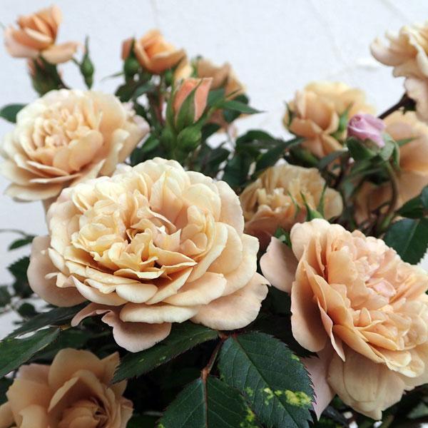 モカは大人気のミニバラ。花色は通常ベージュがかったクリーム色のアンティークカラーのです。花の重ねが多く、環境によってよりオレンジが強くなることもあり、その変化も楽しめる品種です。草姿はコンパクト、トゲはあります。鉢植えでお楽しみください。写...