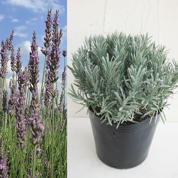 ボリュームのある大株仕立てのイングリッシュラベンダー。造園用にはもちろん、鉢植えでも楽しめます。大株ですので花穂もたくさんつけてくれます。グロッソは交配種のラバンジンラベンダーの一種でとても人気のある品種です。花つきがよく、花穂全体が紫色に...