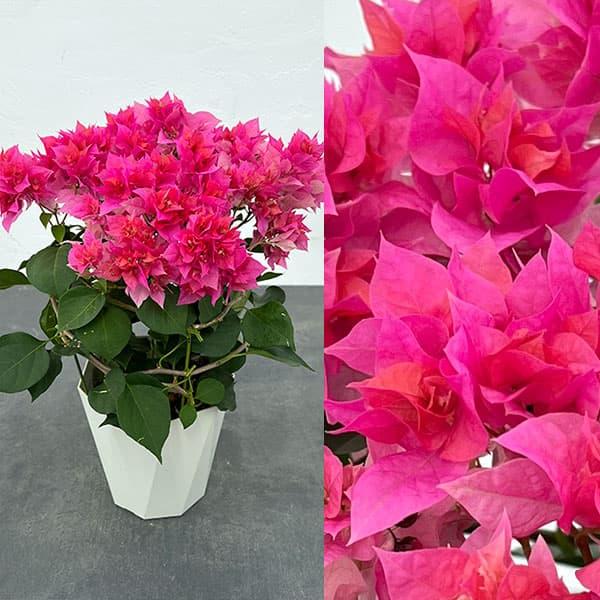 秋もずっときれいに咲く、八重咲きのブーゲンビリア。花弁が多いのでとても豪華。あざやかで情熱的な花の鉢植えです。定番人気品種！※詳しい商品説明は下のほうに記載があります