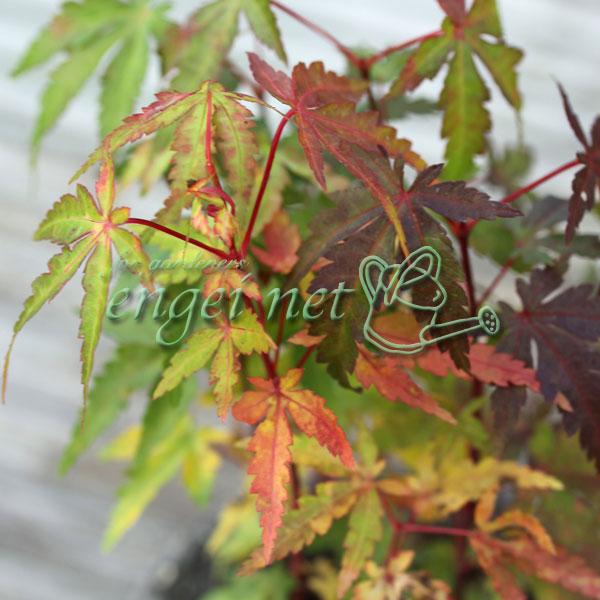 秋の紅葉、春の新緑の美しさも格別なもみじの木。珊瑚閣はヤマモミジ系で春は葉先が茶色で明るい黄緑色の葉を持ちます。秋には黄色に紅葉します。古くからある園芸種で、冬の幹が鮮やかに赤くなるのが特徴です。※詳しい商品説明は下のほうに記載があります