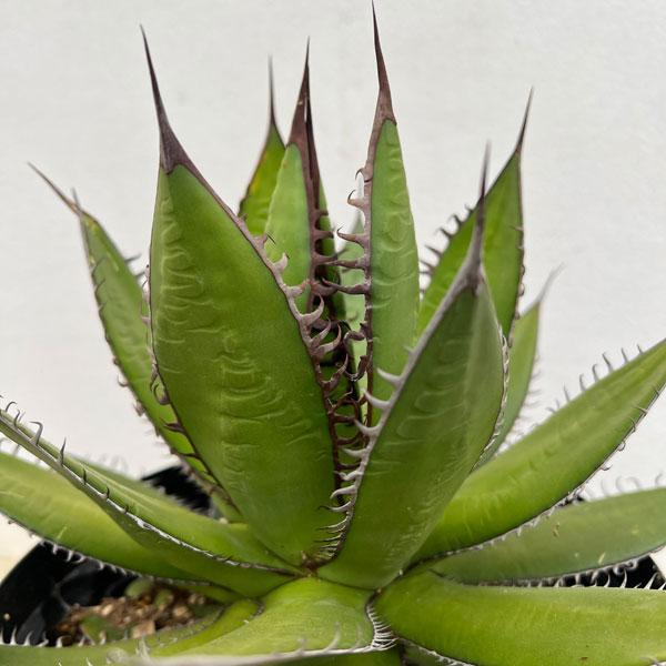 多肉植物 ナーセリーポットに入ったボリューム感のあるホリダです。中南米原産のアガベ（リュウゼツラン）です。肉厚の青緑がかった葉に明るい斑が入り、黒紫色の棘が美しく、整った形状のロゼットを作る品種です。耐寒性が非常に高い（マイナス10度くらい...