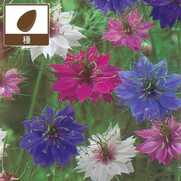 耐寒性一年草で、花径4〜5cm。花を１茎に１花ずつ咲かせ、葉は深く切れ込みます。花弁が厚く、切り花として花もち抜群！実は風船のようにふくれ、ドライフラワーにできます。紫・青・白・桃などの混合のニゲラの定番人気種。八重咲き。生育が旺盛でよい切...