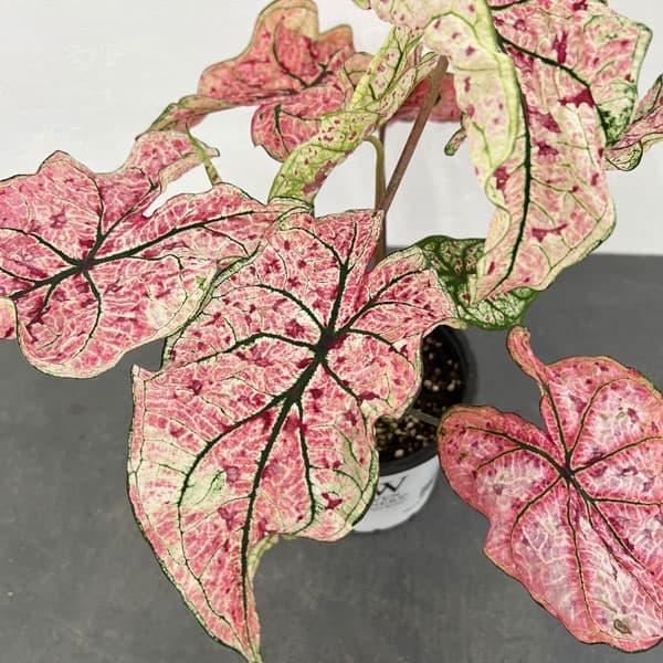 美しい葉色を楽しむ夏の観葉植物、カラジウム。ハートトゥハートは日なた・日陰ともに楽しめるマルチ高性能品種！戸外の花壇や寄せ植えのフォーカルポイントに、また室内で観葉植物として、マルチに利用できます。生育旺盛で、耐病性も回廊された品種。切り葉...
