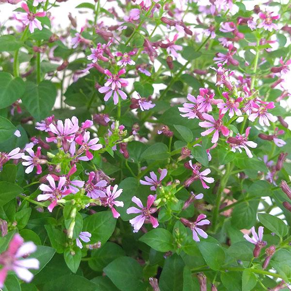 ピンクの小花が可愛いクフェアです。小さな花が株一面を覆うように開花するので、寄せ植えのサブアイテムとしてもとても重宝します。耐暑性もあり、扱いやすさが人気です。※詳しい商品説明は下のほうに記載があります