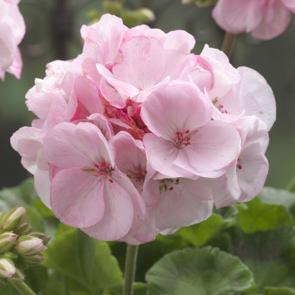 緑葉に大輪の花を咲かせる多花性ゼラニウム サニーデイシリーズは、明るいグリーンリーフにあでやかな大輪の花が次々に咲きます。 明るい葉色とはっきりした花色が特徴の栄養系ゼラニウムです。開花期間が長く、乾燥にも強い丈夫な品種です。※詳しい商品説...