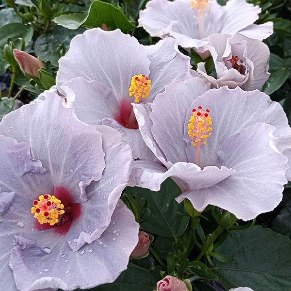 人気品種！開花時間が長いグラフハイビスカス・ニューロングライフ ロングライフはとても花持ちが良く多花性のコンパクトタイプのハイビスカスです。まとまりのよい株姿で、花芽が一度にたくさん上がり、次々に花が楽しめます。樹高わずか15cmくらいの苗...