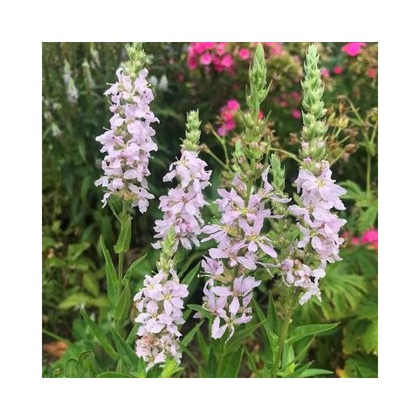 盆花や精霊花とも呼ばれるお盆には欠かせない花の一つです。本種はミソハギの酔白タイプで、普通のミソハギ同様性質も強く鑑賞期間が長いのが特徴です。やや湿り気のある場所を好みます。※詳しい商品説明は下のほうに記載があります