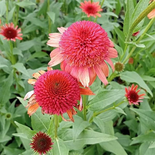 カラフルで豪華な八重咲エキナセア。珍しい品種をセレクトしてお届けします。キャロットケーキは小輪で超多花性のエキナセア。咲き始めは濃いオレンジで、咲き進むにつれ花芯が盛り上がり花色がピンクがかってきます。印象的な花が花壇で人気です。夏の暑さに...