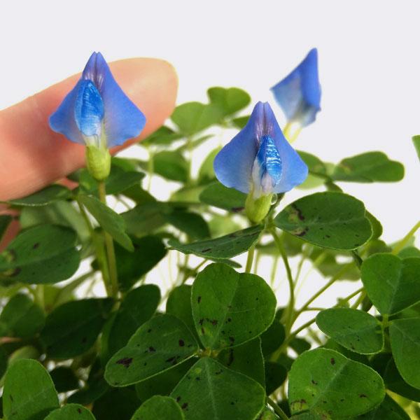 青い花を咲かせる人気品種・グランドカバーや鉢植えに 宿根草 ブルークローバーはほふく性の常緑多年草。クローバーに似た葉を持ち、マメ状で輝く青色の花をほとんど連続的に咲かせます。吊鉢、ロックガーデン、花壇に向きます。葉の模様も美しくカバープラ...