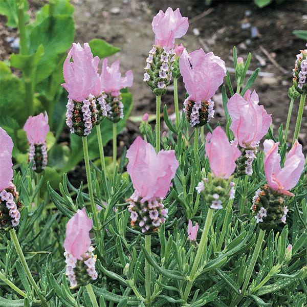 蒸れに強い！ラビノバシリーズのフレンチラベンダー。豊富な花色と整った株姿で開花します。従来のフレンチ系品種と異なり蒸れに強く、開花期が長いのが特徴です。草丈が高めなので、鉢栽培だけでなく、花壇や地植えにもおすすめです。フレンチ系ラベンダーの...