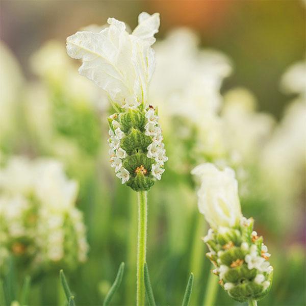 蒸れに強い！ラビノバシリーズのフレンチラベンダー。豊富な花色と整った株姿で開花します。従来のフレンチ系品種と異なり蒸れに強く、開花期が長いのが特徴です。草丈が高めなので、鉢栽培だけでなく、花壇や地植えにもおすすめです。フレンチ系ラベンダーの...