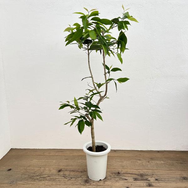 アマゾンオリーブは熱帯アジアに自生し、熟すと濃紫色のオリーブに似た実をつけるフトモモ科の常緑樹で、ユーカリに近い品種です。和名ではムラサキフトモモと呼ばれ、白い幹肌は大変美しく、細いシルバーグリーンの葉は光沢があり樹形もよいことから、庭木と...