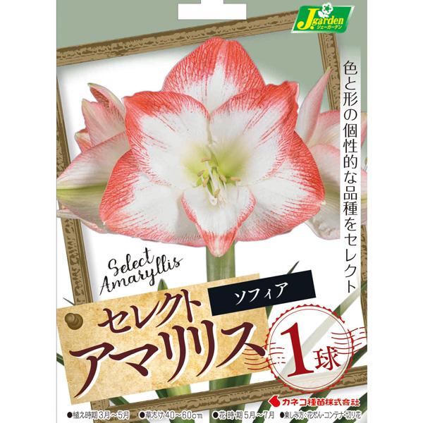 春咲きの球根植物の王様と言われるアマリリス。特徴のある色合いの品種シリーズです。切り花や花壇で美しい色合いをお楽しみください。※詳しい商品説明は下のほうに記載があります