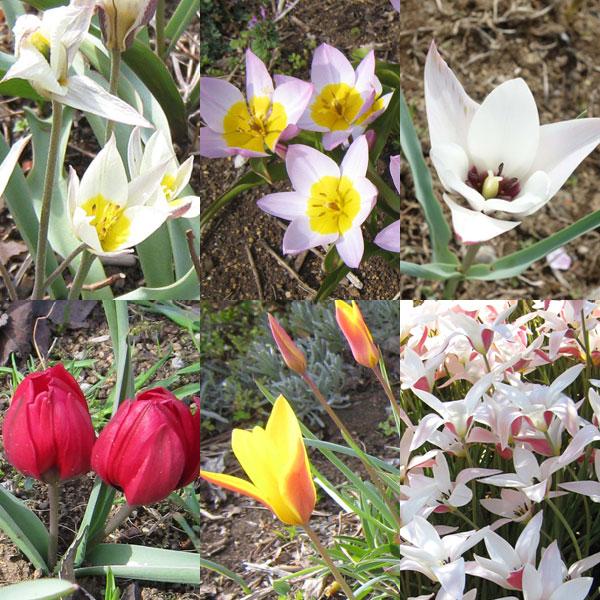 可憐で小さな原種系チューリップ。大輪の園芸種とは異なるナチュラルな雰囲気が魅力です。ロックガーデンやビオラなどの早春の草花との寄せ植えにも最適です。いろいろな品種をミックスしてお届けします。カラフルなお花をお楽しみください。★在庫状況により...