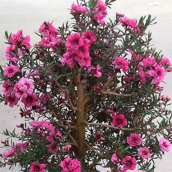 早春の花、ギョリュウバイ。ニュージーランド原産のティーツリーの仲間です。小さな葉を茂らせる常緑低木で、梅の花に似た花を冬から春にかけて開花させます。開花期間が長く丈夫で育てやすい花木なので、春先の鉢花として人気です。庭に植え替えると年々大き...