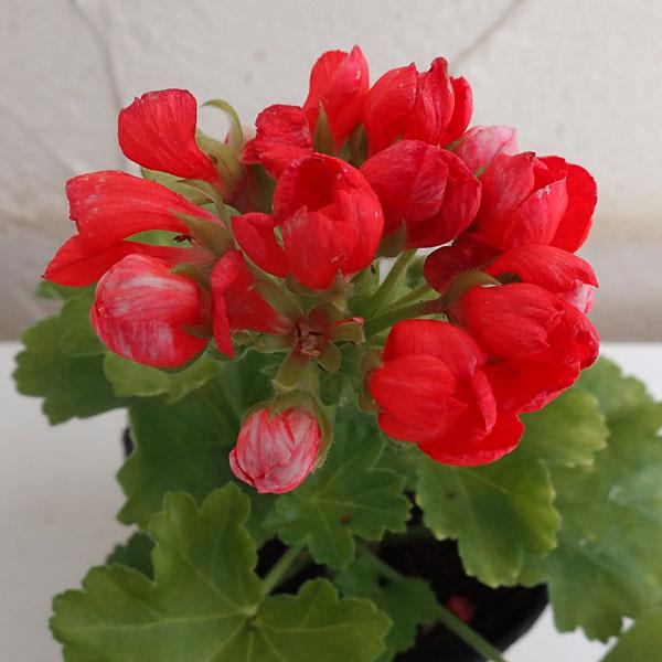 愛らしいチューリップ咲きのゼラニウムです。チューリップのような形の花が房咲になります。繰り返しよく花を咲かせる品種です。花色は温度によりやや変化します。※詳しい商品説明は下のほうに記載があります