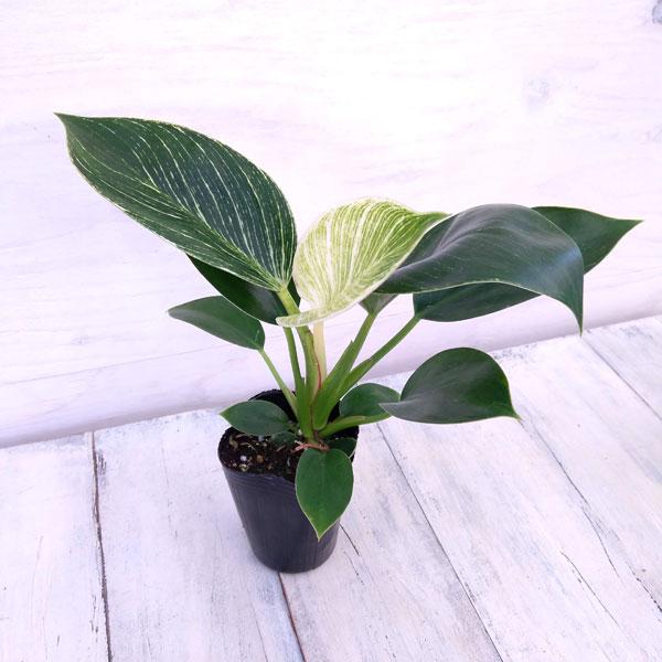 バーキンは新葉に入る斑入りが目を惹く、大変美しい品種です。新葉に美しい線状の斑が入ります。葉が古くなると徐々に緑に変化します。耐陰性があるので、室内の窓からやや離れた場所にも飾ることができます。※詳しい商品説明は下のほうに記載があります