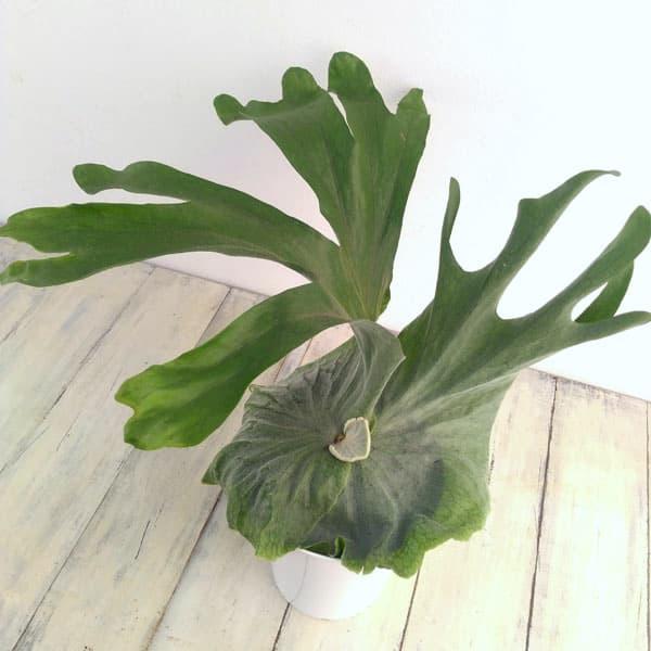 こうもりが羽を広げた様な葉の形が印象的な着生シダ。和名の「ビカクシダ」は、鹿角（びかく）と言う様に、葉の形状が鹿の角に似ていることから名づけられたようです。エキゾチックな観葉植物としてお楽しみください。スパーバムは、円形で王冠のような形状が...