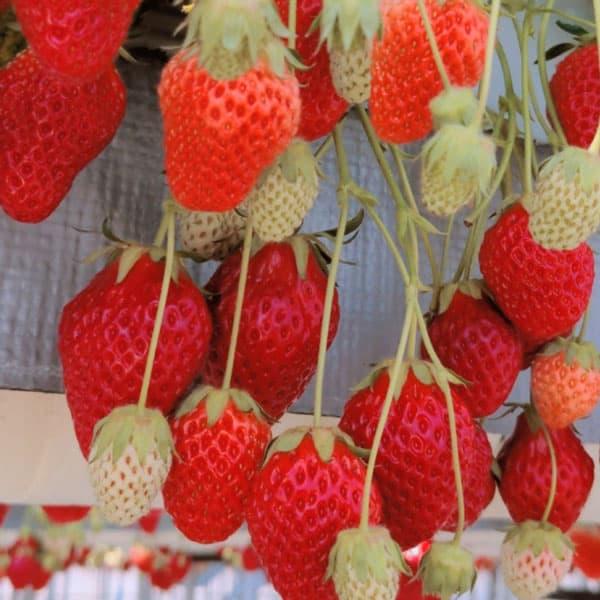 やや小粒ですが酸味も適度にあり、その上色が鮮やかで外観もすばらしい人気品種です。促成栽培に適し、栃木県を中心に広く栽培されています。生育旺盛でどんどん実がなります。「とよのか」とともに営利栽培では2大品種と呼ばれ、店頭にも多く並びます。完熟...