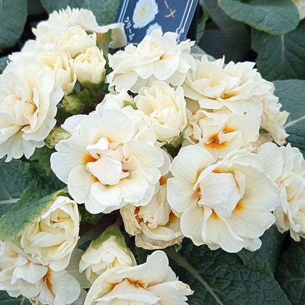 NHK趣味の園芸26年2月号掲載 ★入荷から日数が経ったためセール価格となりました。商品の状態は画像と異なる場合があります。★見るものを魅了する華やかな完全八重咲き！ヨーロッパで大人気の最新プリムラ　耐寒性に優れ強健です。イングランドの育種...