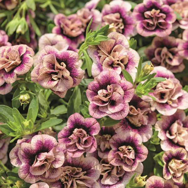 ★入荷から日数が経ったためセール価格となりました。商品の状態は画像と異なる場合があります。★まるでホイップクリームのようなかわいさ。ホイップクリームみたいな八重花、雨にも夏の暑さにも強い、綺麗にまとまる草姿です。※詳しい商品説明は下のほうに...