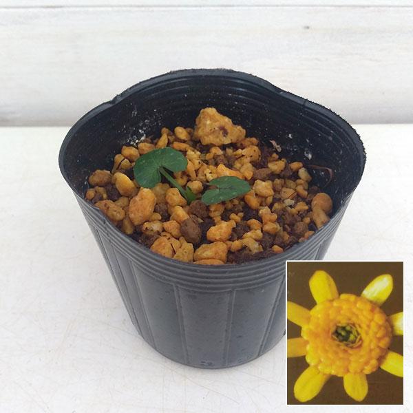 ※詳しい商品説明は下のほうに記載があります