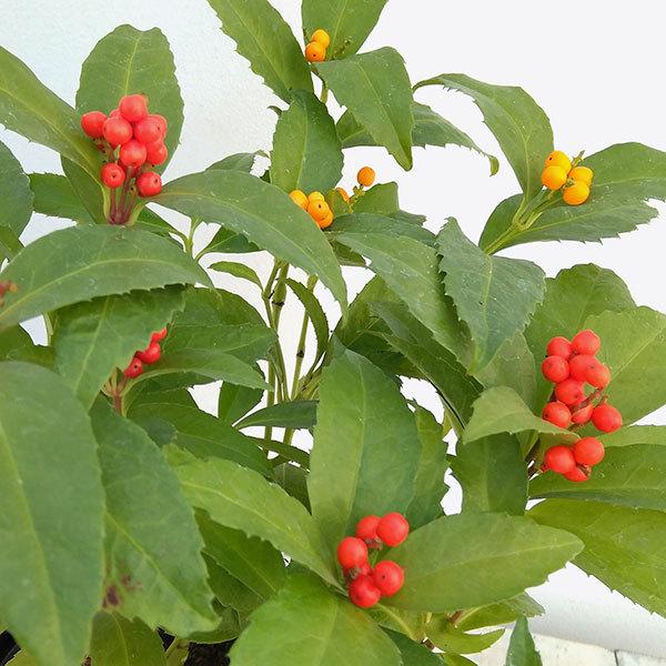 ★入荷から日数が経ったためセール価格となりました。商品の状態は画像と異なる場合があります。★お正月の縁起物としておなじみのセンリョウ。赤い実がすずなりになり、晩秋から冬の庭を印象的に彩ります。マンリョウ、ヒャクリョウなどとともに、景気のよい...