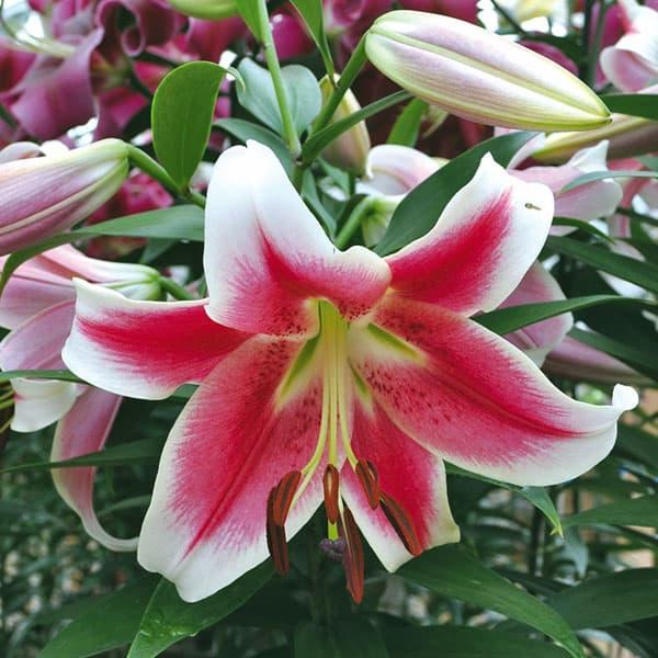 ★入荷から日数が経ったためセール価格となりました。商品の状態は画像と異なる場合があります。★華やかで主役となるオリエンタルリリーの球根です。芳しい香りと優美な花姿をお楽しみください。1本でも存在感がありますが、群生させるとみごとです。次々と...