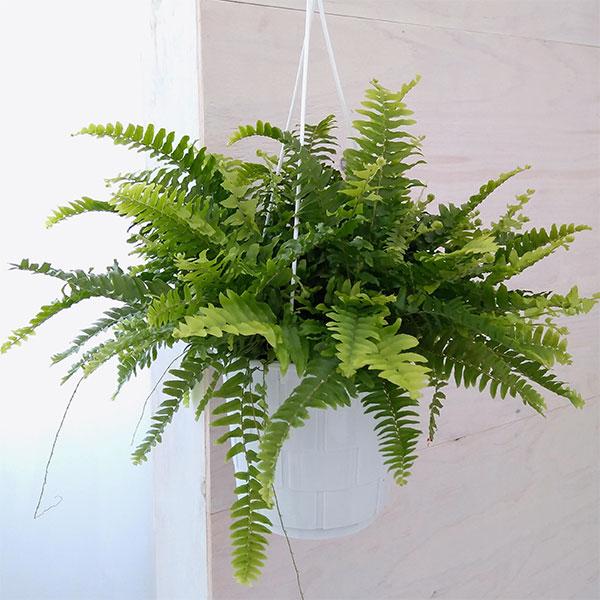 シェードガーデンやインドア観葉植物としておすすめのシダの仲間です。明緑色の細長い葉を伸ばし、涼し気な風情です。葉があまり伸びないコンパクタという品種です。※詳しい商品説明は下のほうに記載があります