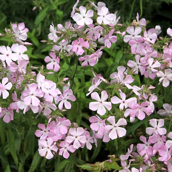 這うように伸び春から初夏に開花する丈夫な宿根草 fセレクト中 ★入荷から日数が経ったためセール価格となりました。商品の状態は画像と異なる場合があります。★フロックス・カロリナ・ピロサはハナシノブ科の丈夫な宿根草です。地面を這うように枝を伸ば...
