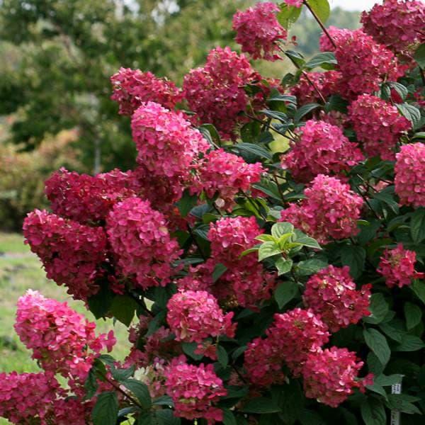 ノリウツギはアジサイの仲間。初夏からつぎつぎと花が上がり、開花期が長くお庭におすすめの潅木です。ファイヤーライトはノリウツギの中でも最も早くに色づく品種の一つ。咲き初めはクリーミーホワイトですが、その後に他の品種よりも濃い鮮やかな赤系色に変...