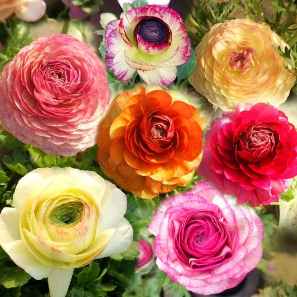 ふわっとした色合いの八重の花。セレンディは個性的な色あいの花が多いラナンキュラスです。1株からたくさんの花を咲かせます。寒さに強く戸外で冬越しできる品種。冬から春まで次々に花が上がってくるので、長く楽しめます。わい性なので、寄せ植えにもおす...