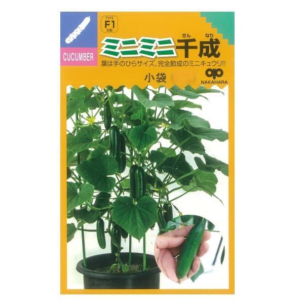 種　タネ　果長7〜8cm、果重30g前後の超ミニキュウリ！イボのない光沢のある濃緑果で、着果は旺盛で曲がり果や奇形果は少ないです。葉は手のひらサイズの小葉で、主枝・側枝とも完全節成＆房成りで、1節に1〜3果着果します。キュウリ本来の香りを持...
