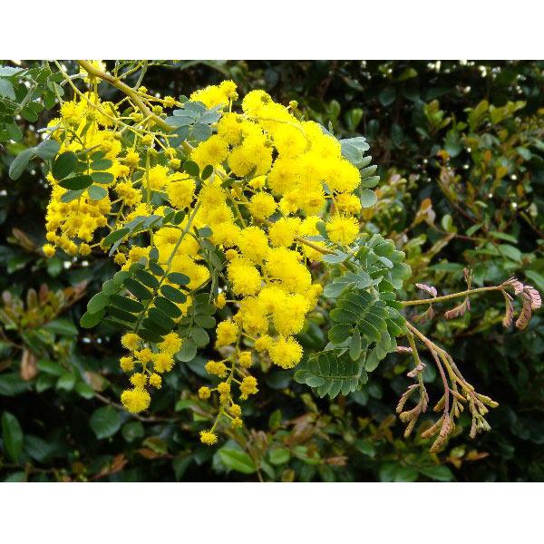 黄色の小さな花が集まった花房を枝いっぱいに咲かせ、輝くような明るさのアカシア。銀葉アカシアの1.5倍はある大きな花を枝が垂れるほどたくさん咲かせます。丸みを帯びた葉もかわいらしく、コンテナでも栽培できるコンパクトタイプです。開花時にはあたり...